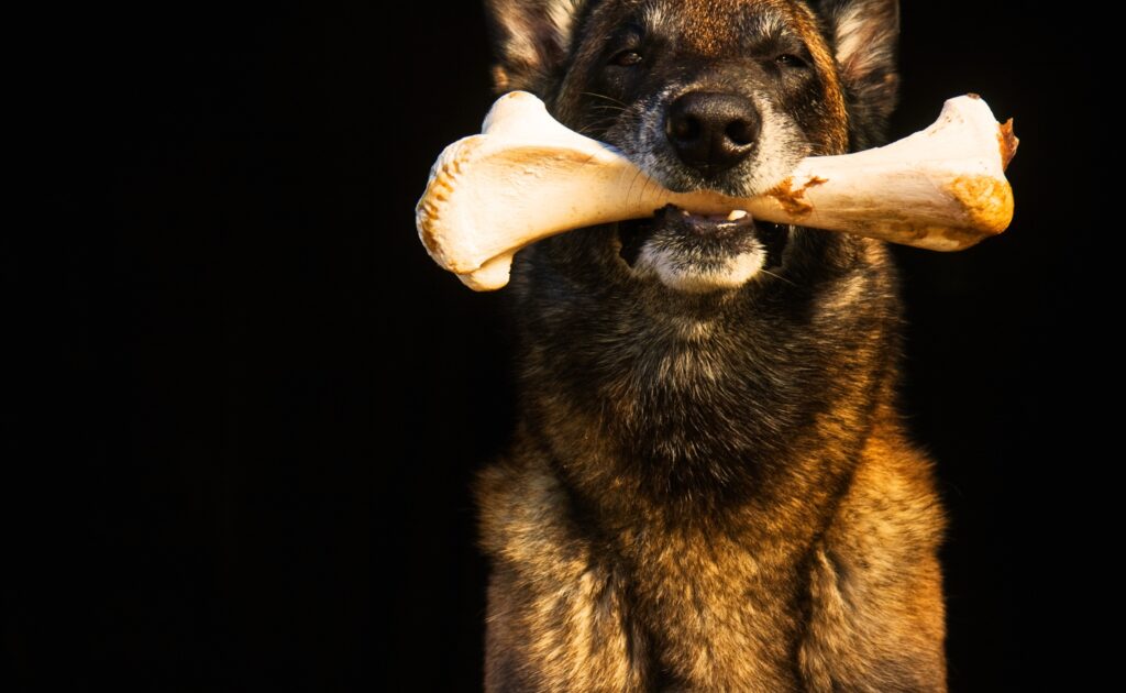 Understanding The Six Dog Bite Levels