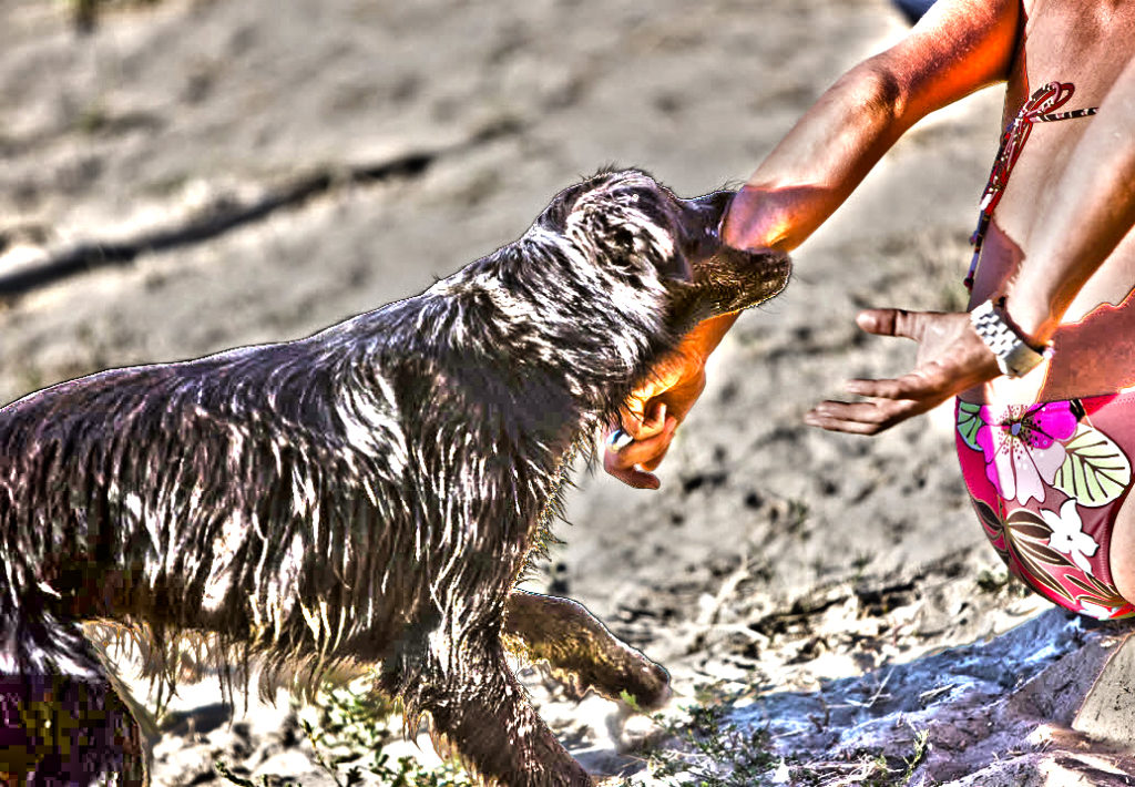 What Damages Are Recoverable from a Dog Bite Injury? | George T. Bochanis